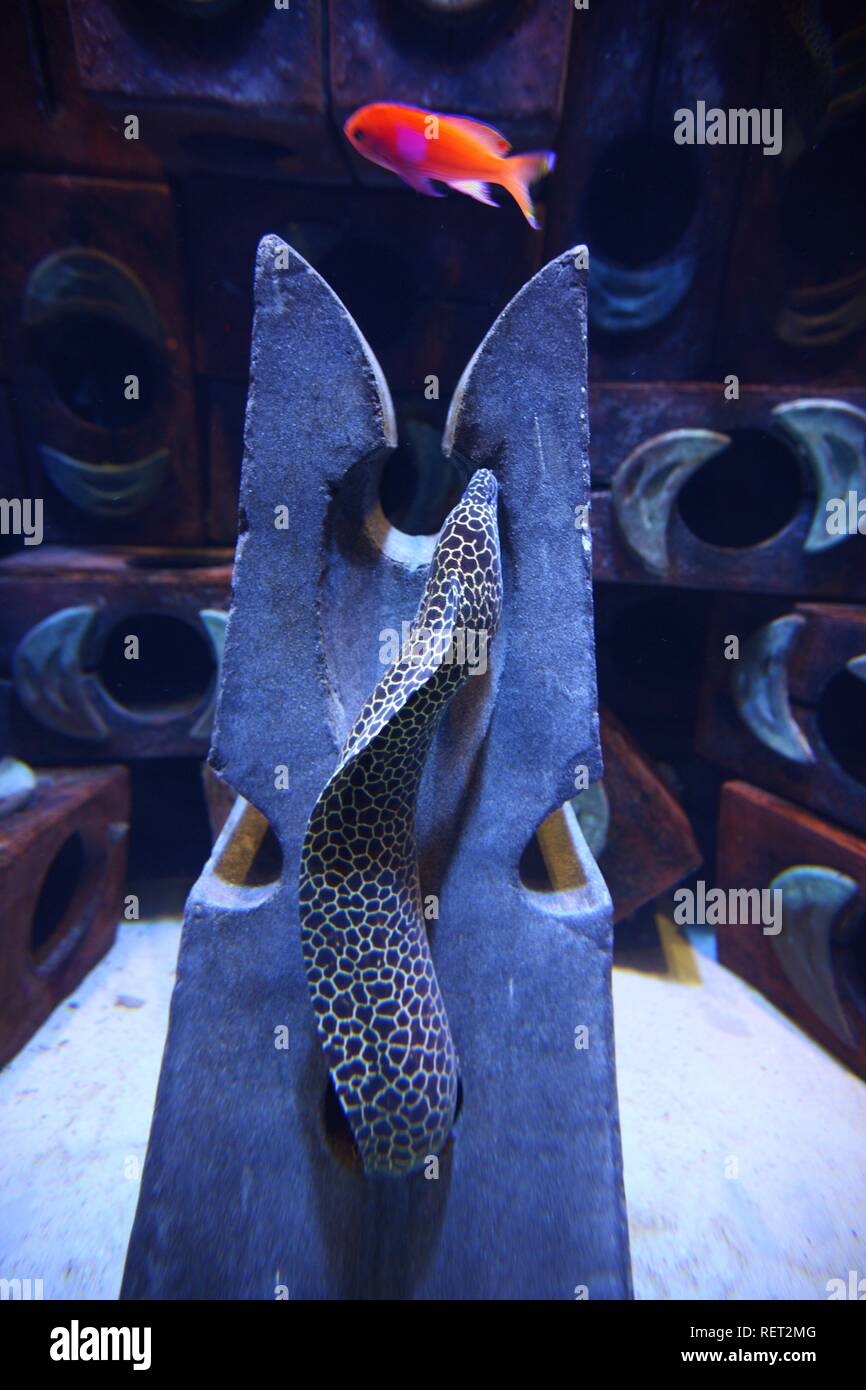 Moray Eel in The Lost Chambers, Atlantis Adventure Park, part of the ...