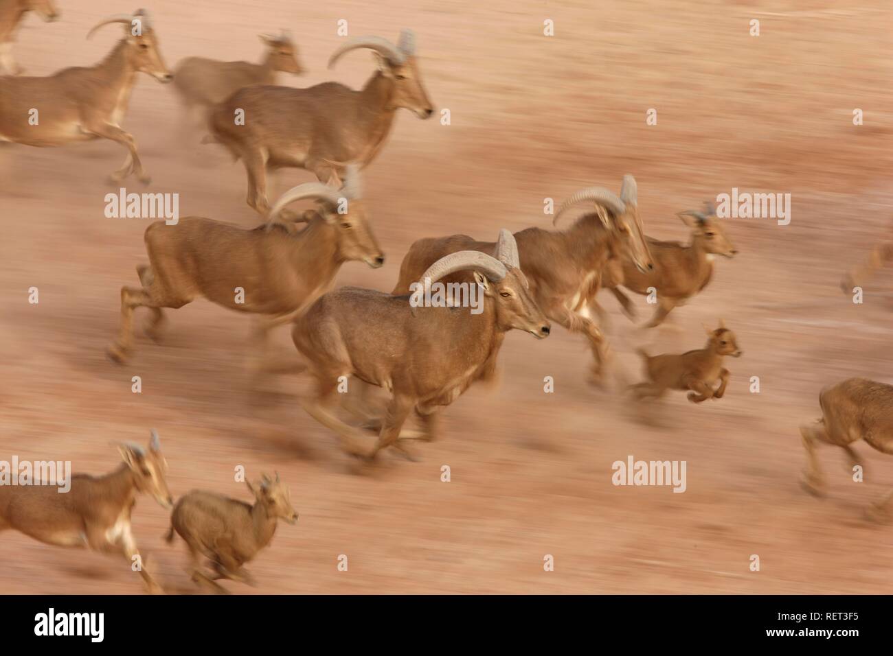 Barbary sheep, (Ammotragus lervia), Sir Bani Yas Island, private game ...