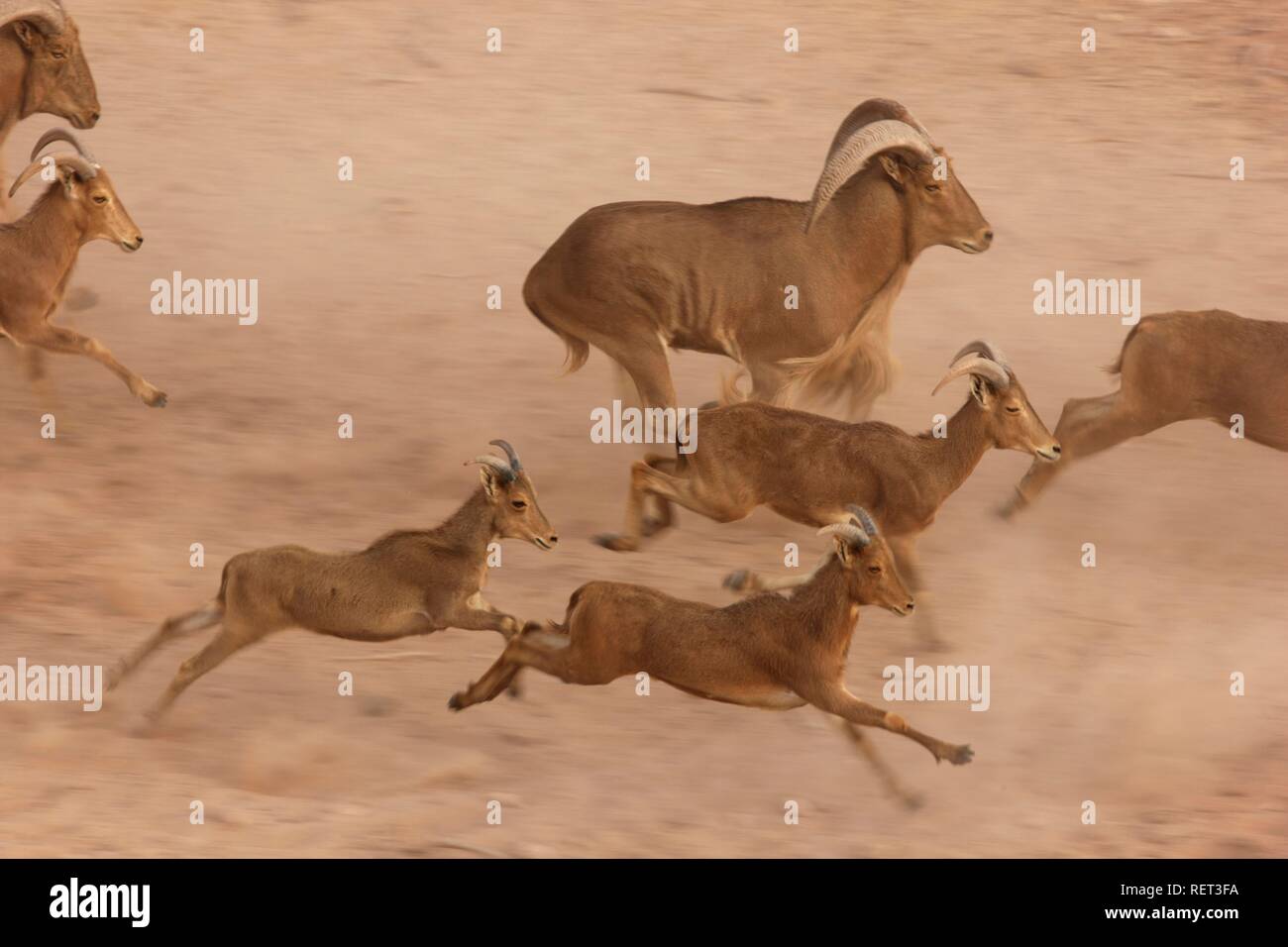 Barbary sheep, (Ammotragus lervia), Sir Bani Yas Island, private game ...