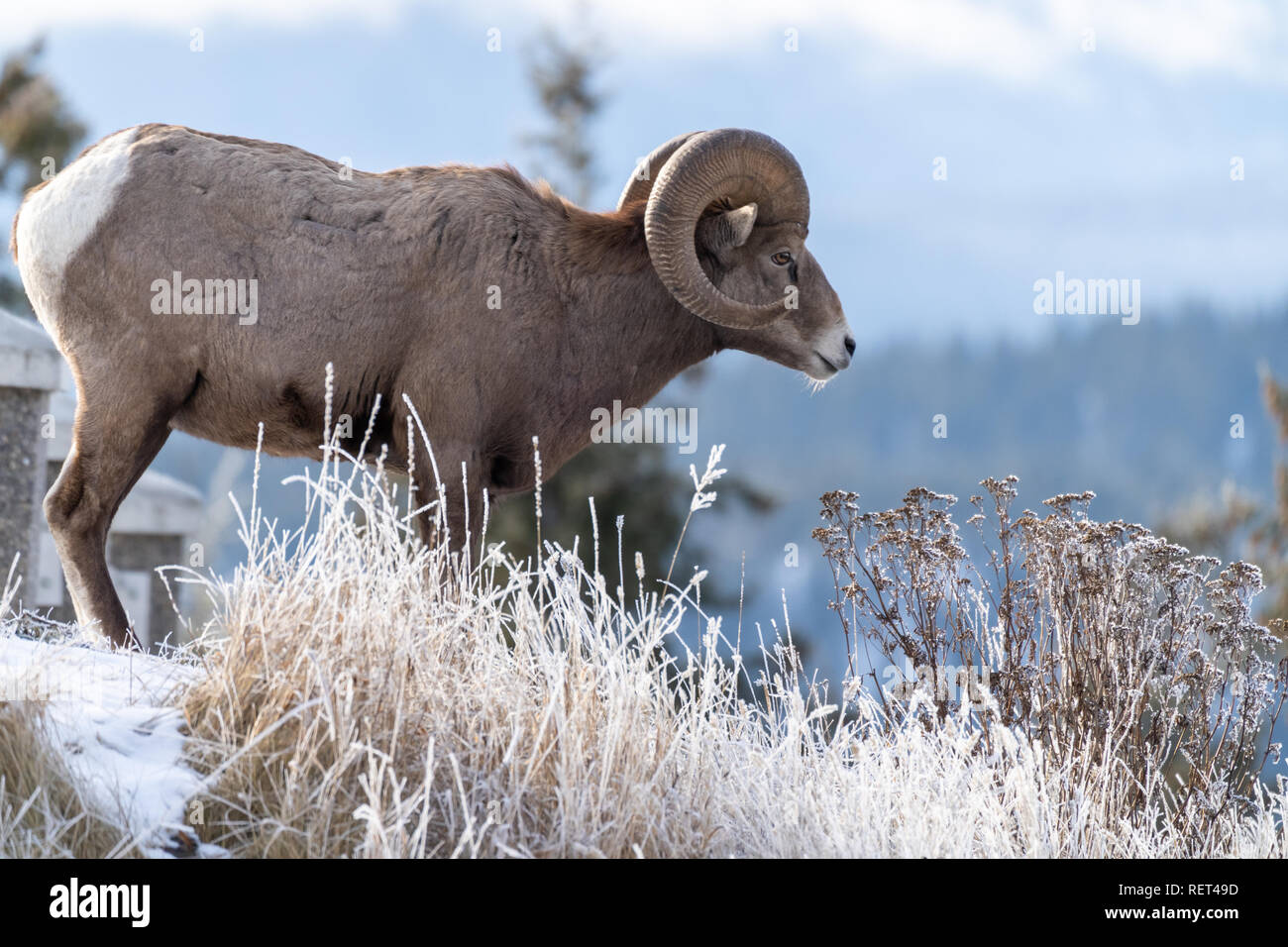 Ram male bighorn sheep standing on the edge of a cliff with frosty ...