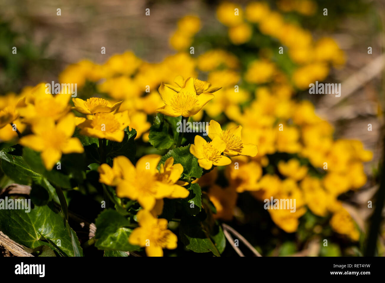 Perennial yellow primrose or primula in the spring garden.Small spring ...