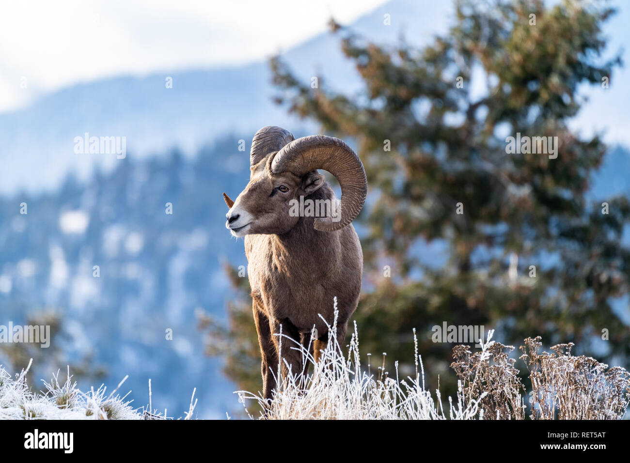 Ram male bighorn sheep standing on the edge of a cliff with frosty ...