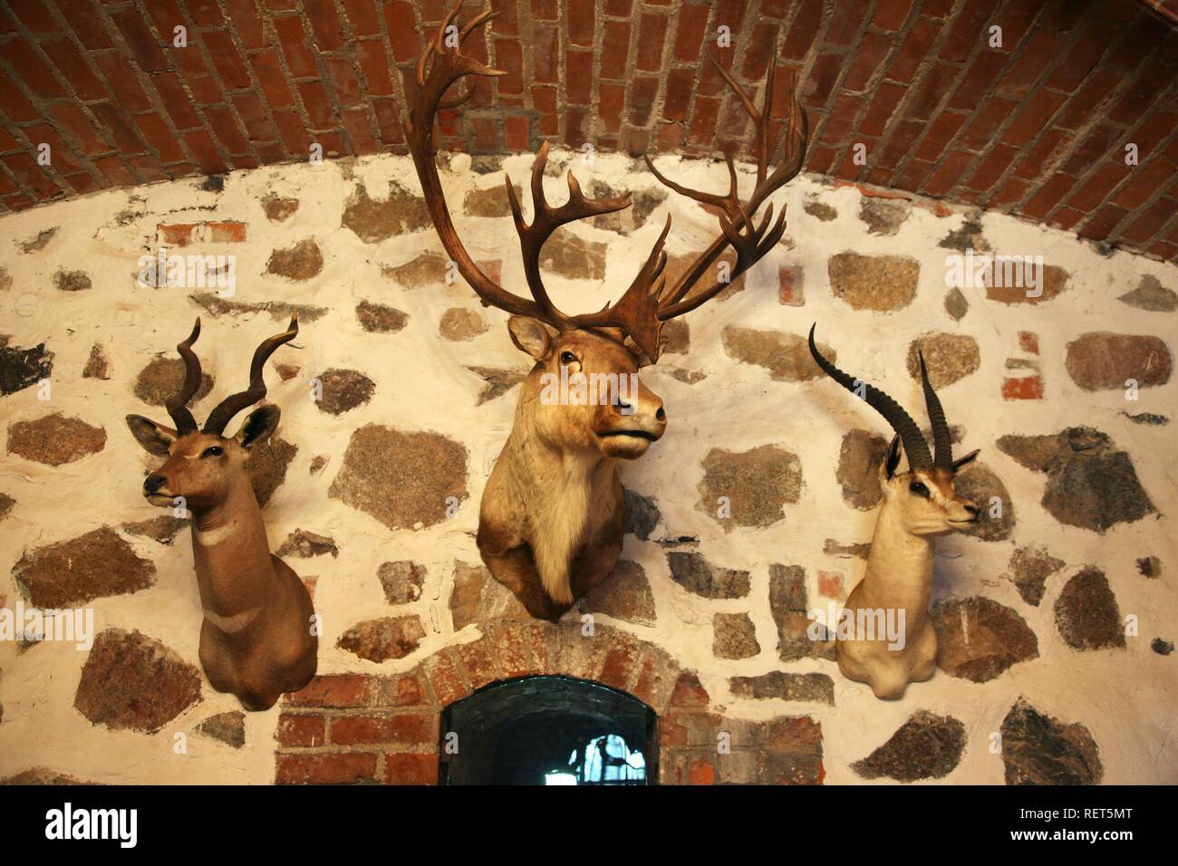 Hunting trophies hi-res stock photography and images - Alamy