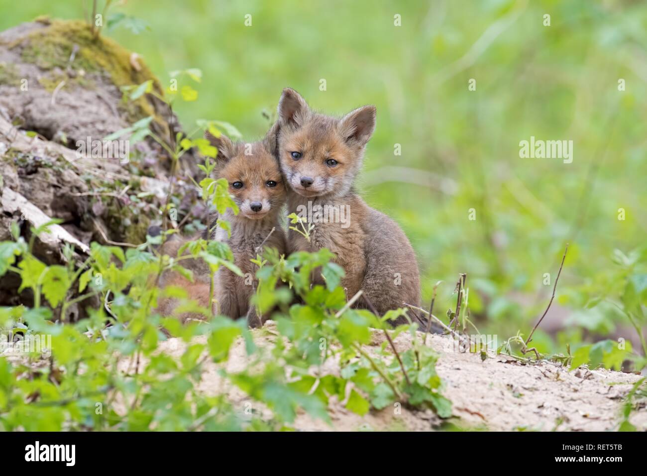Two red foxes cute hi-res stock photography and images - Alamy