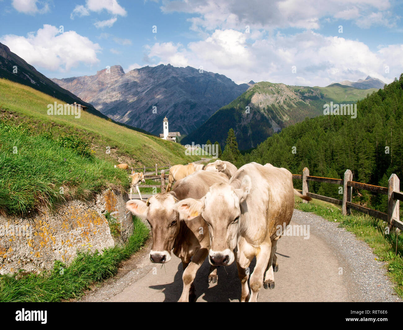 Cow italy stable hi-res stock photography and images - Alamy