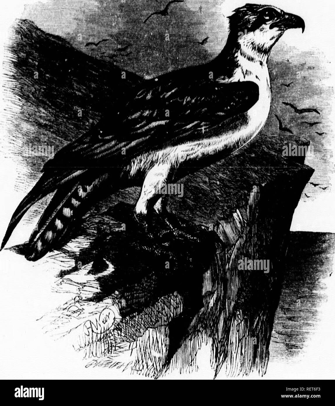 Sloth victim hi-res stock photography and images - Alamy