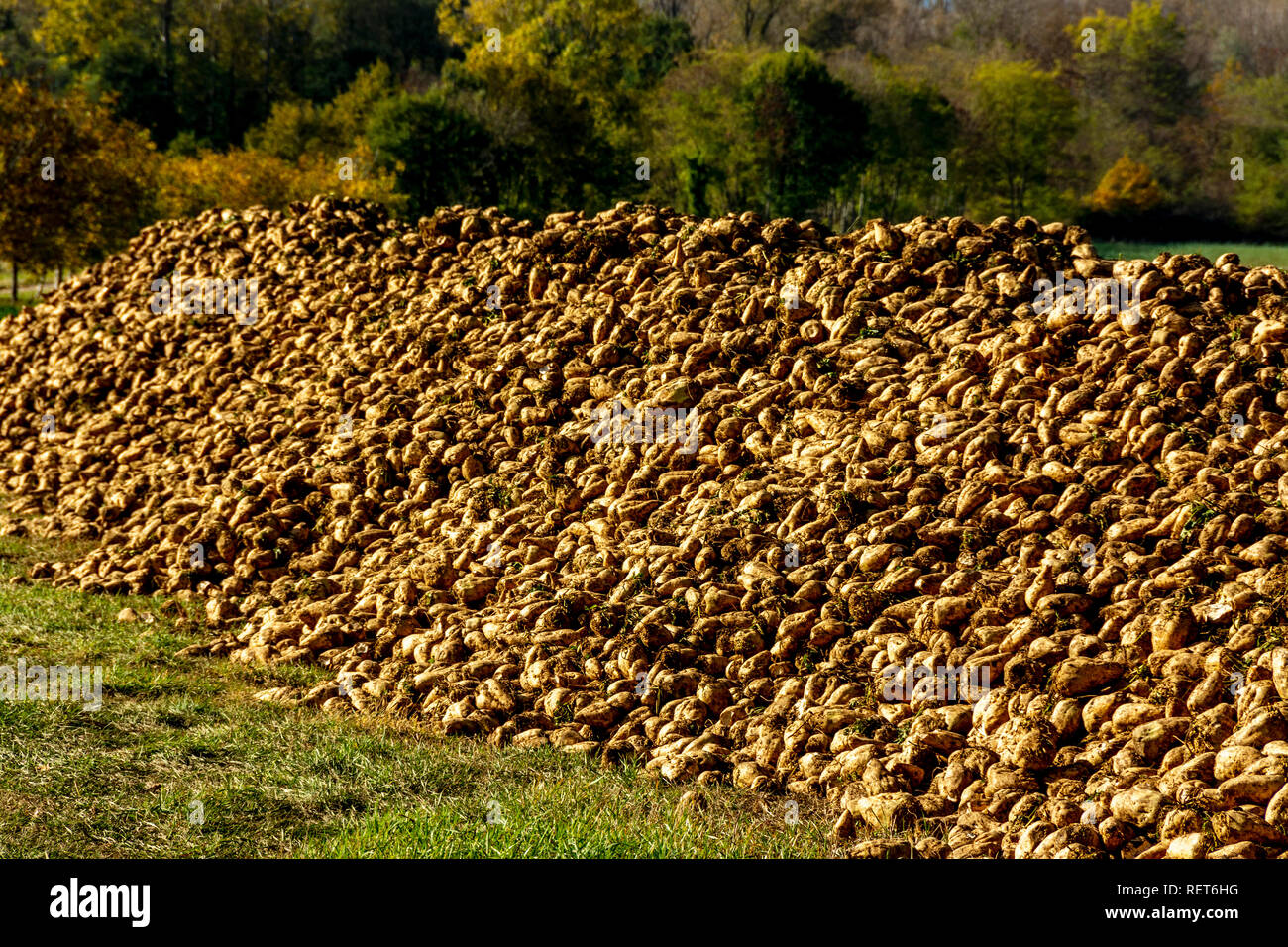 Pile of sugar beet newly harvested in a field, Auvergne, France Stock ...