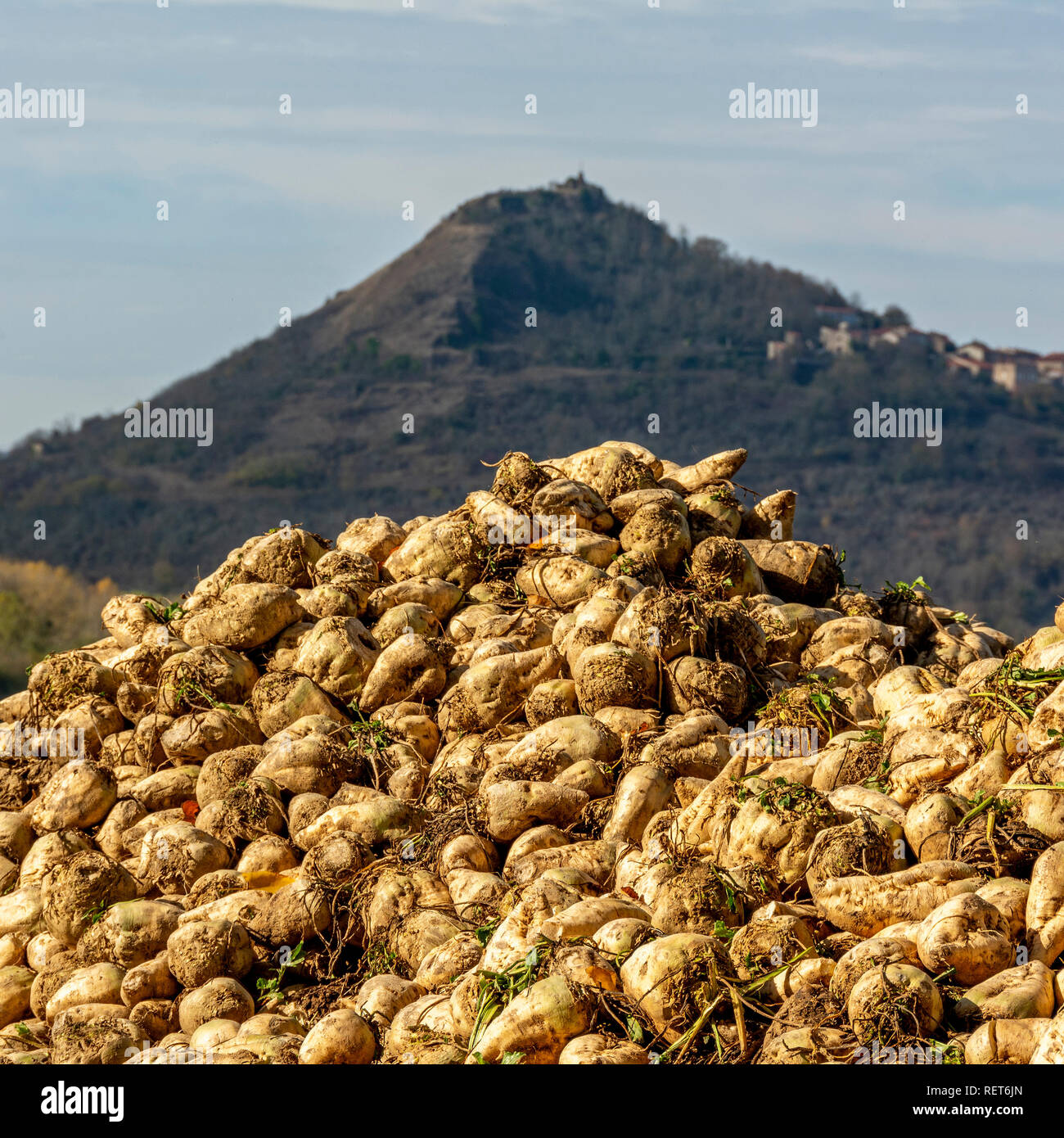Pile sugar beet hi-res stock photography and images - Alamy
