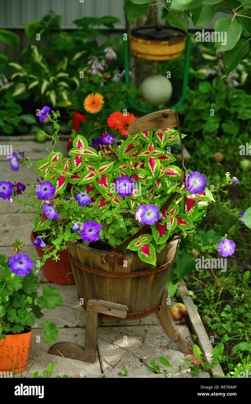 Garden pot flower hi-res stock photography and images - Alamy