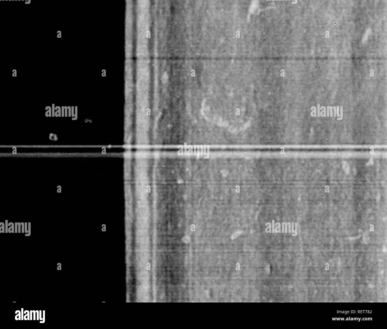 Stoic birds Black and White Stock Photos & Images - Alamy