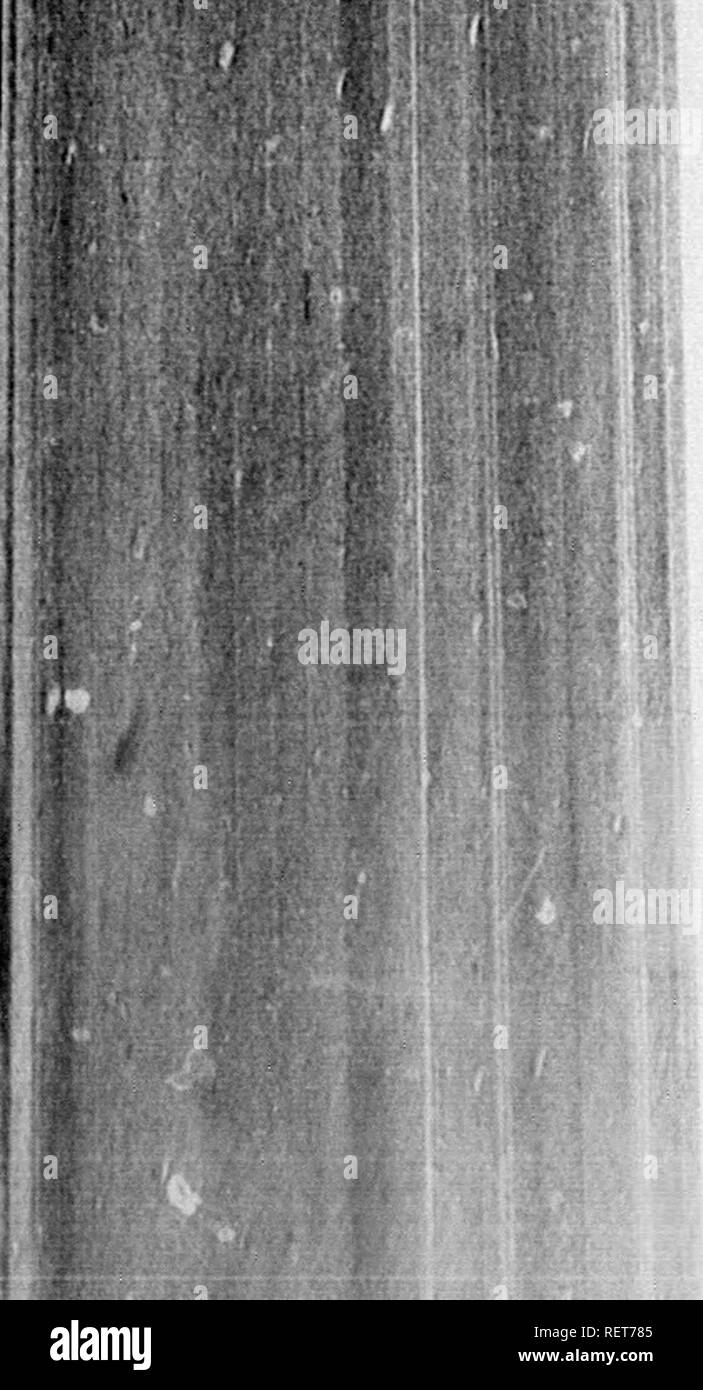 Stoic birds Black and White Stock Photos & Images - Alamy