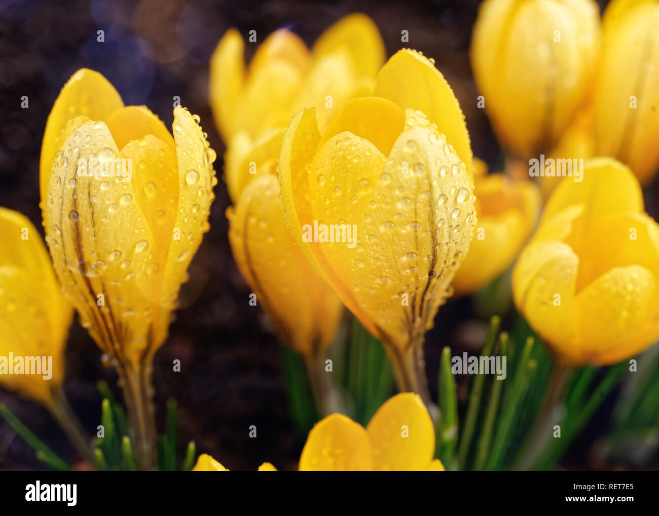 Flowers with the dew hi-res stock photography and images - Alamy