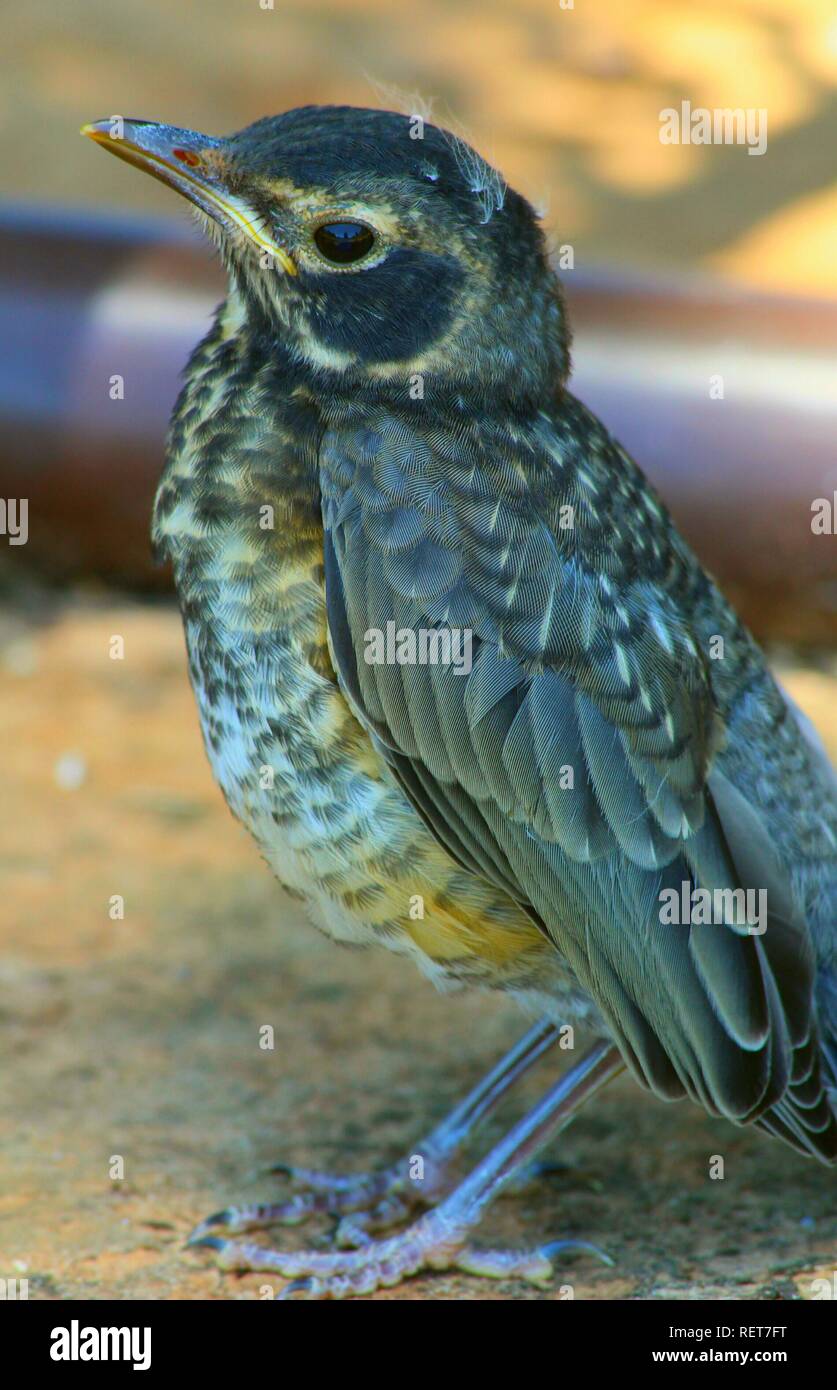 Baby mockingbird hi-res stock photography and images - Alamy