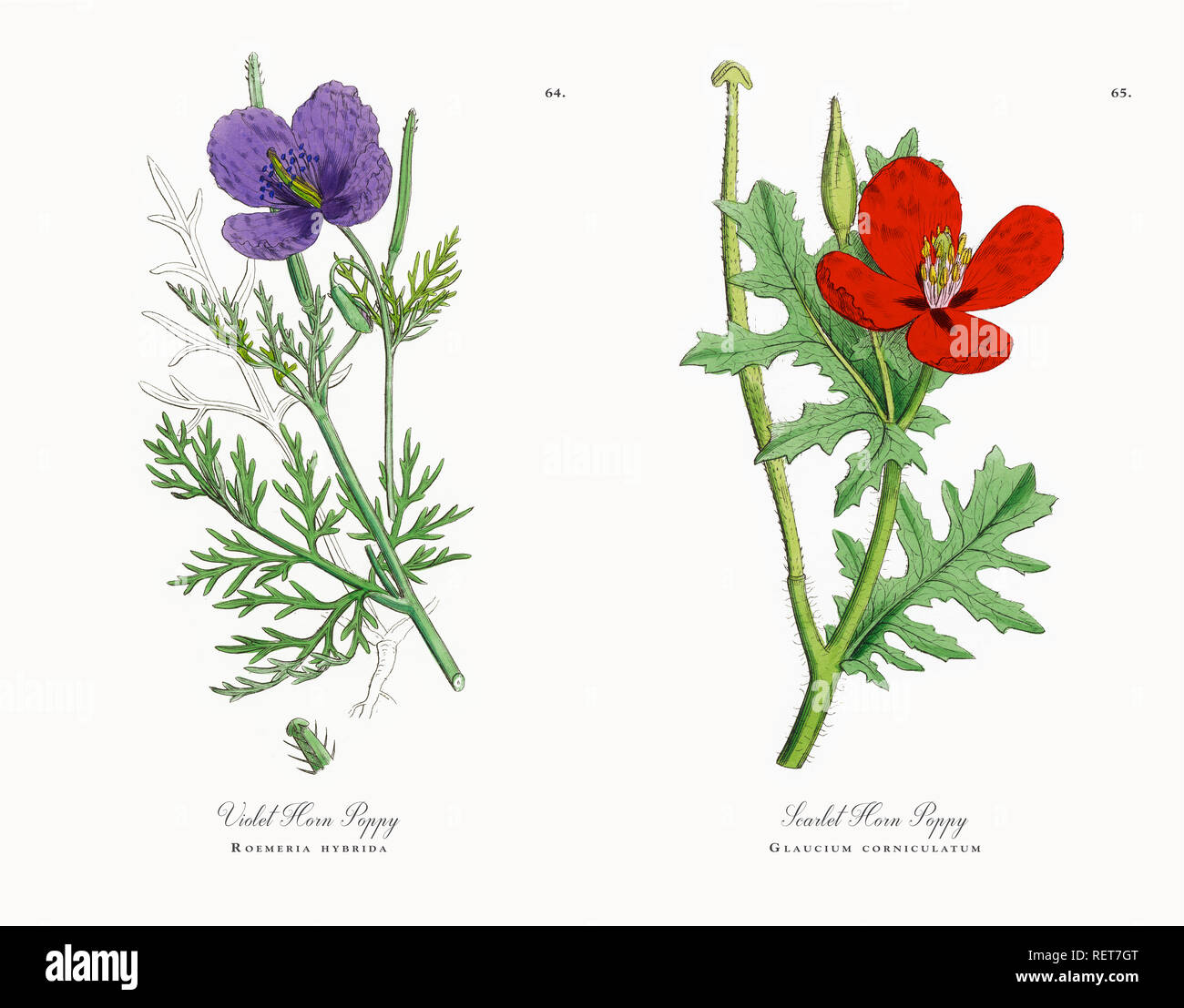 Antique Hand-Colored English Victorian Botanical Illustration, Circa ...