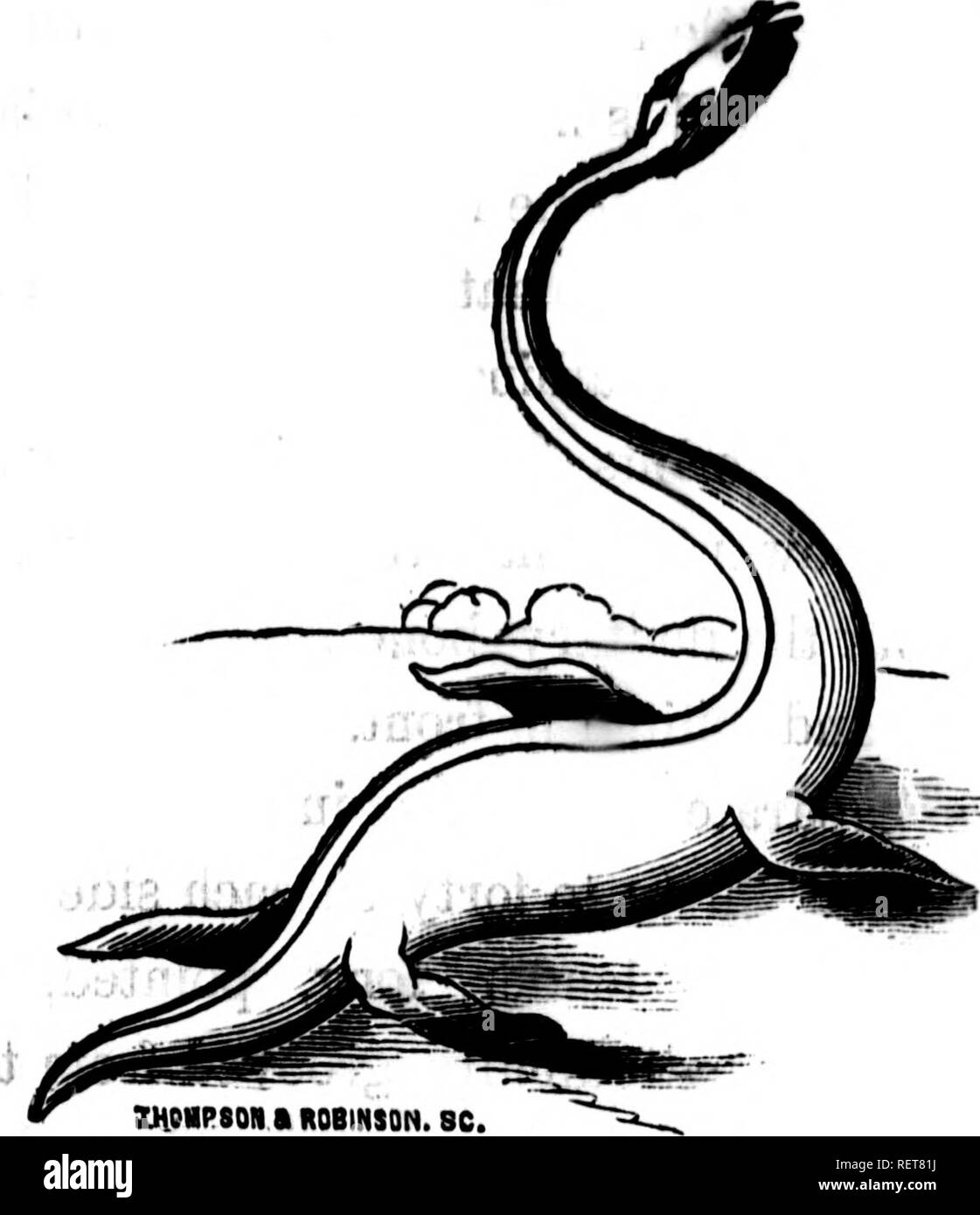 Osaurus hi-res stock photography and images - Alamy