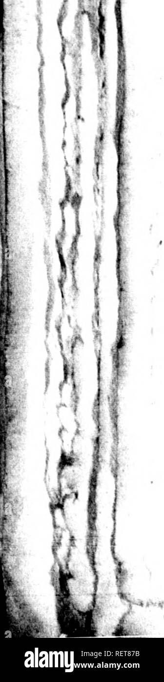 Cri jaune Black and White Stock Photos & Images - Alamy