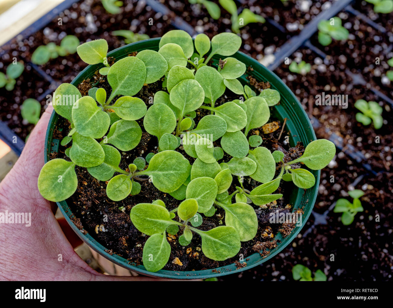A pot of healthy petunia seedlings in a greenhouse ready to transplant ...