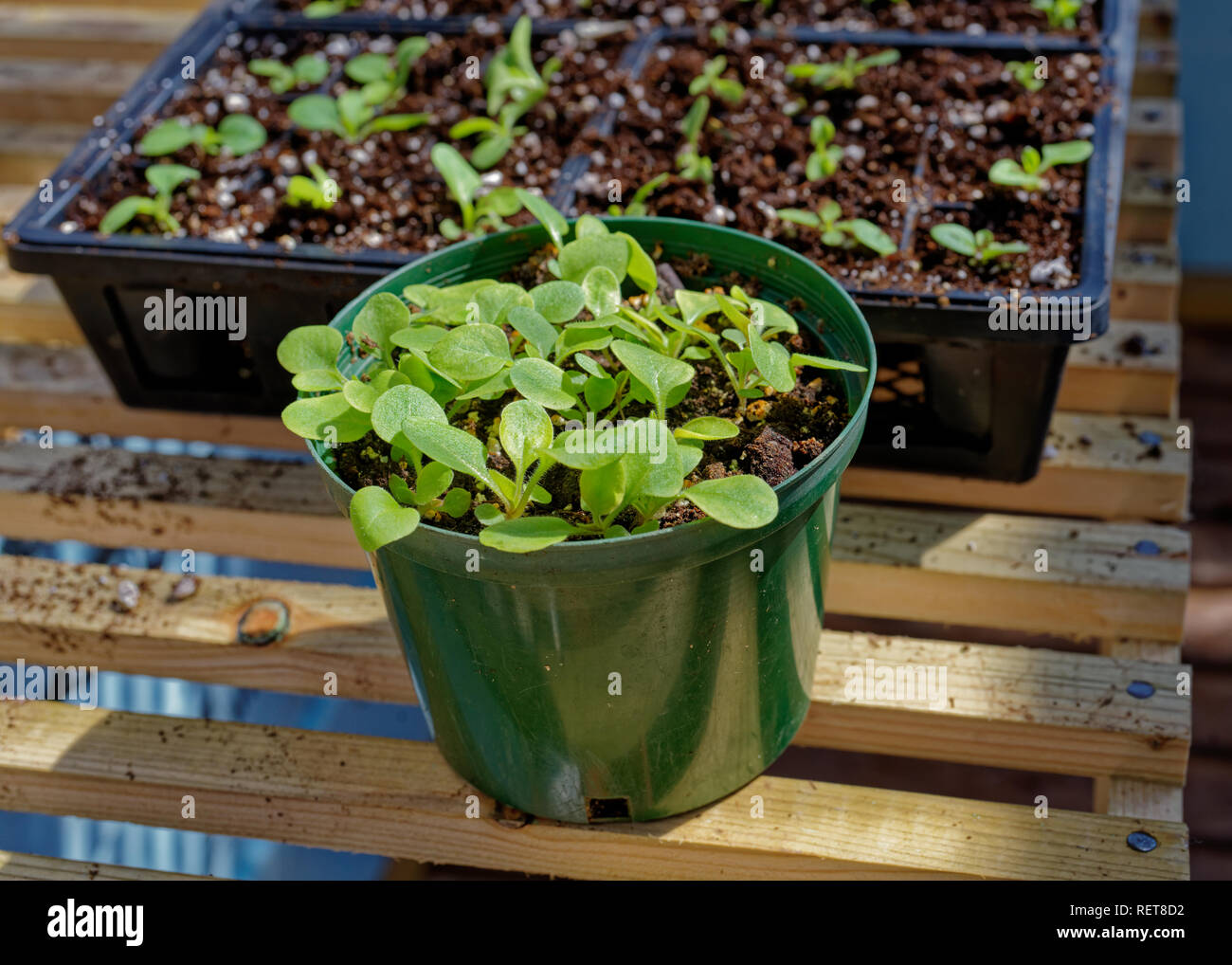 Agriculture transplant hi-res stock photography and images - Alamy