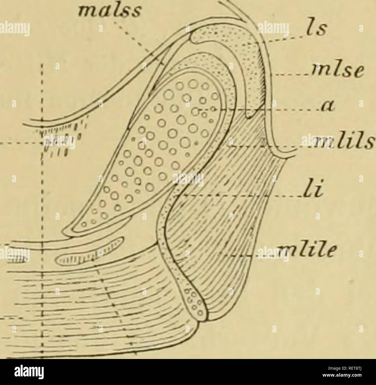 Querschnitt u langsschnitt hi-res stock photography and images - Alamy