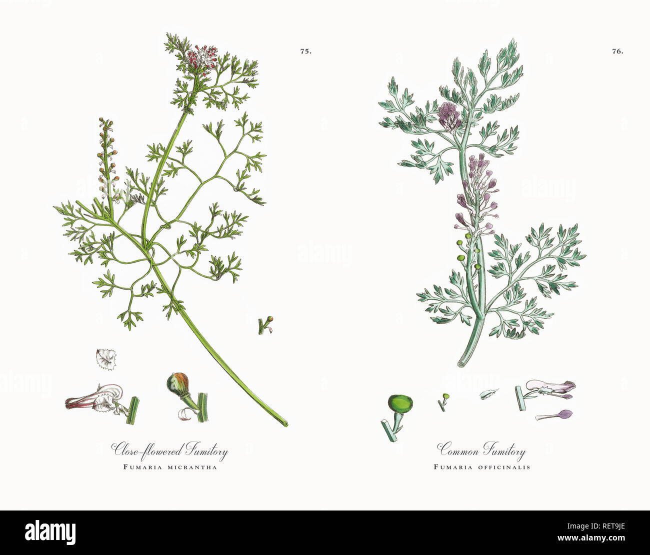 Antique Hand-Colored English Victorian Botanical Illustration, Circa ...
