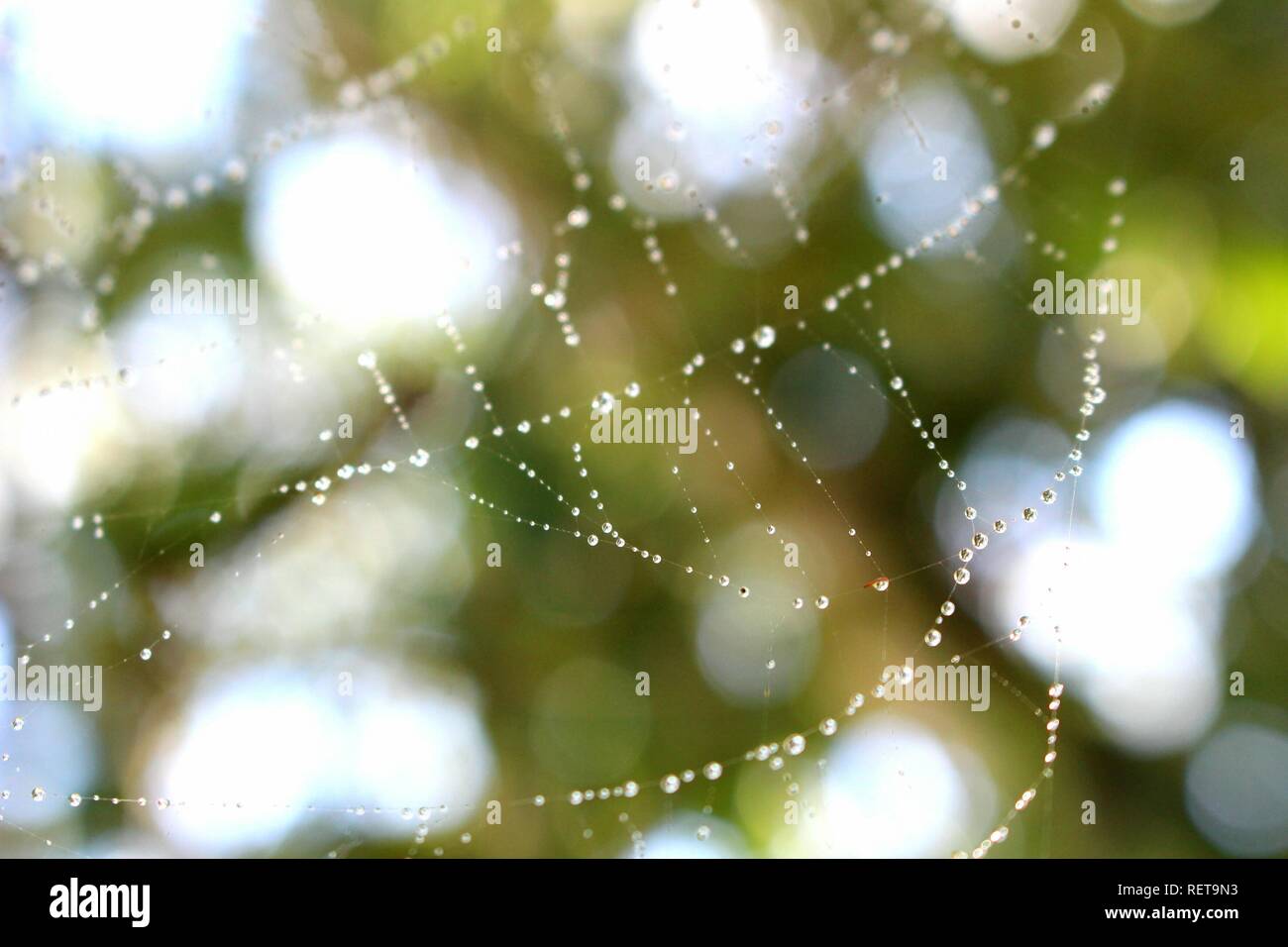 Spiderweb in a tree Stock Photo - Alamy