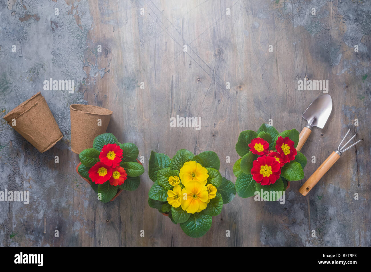 Primrose Primula Vulgaris, yellow garden flowers, potted, rustic wooden ...