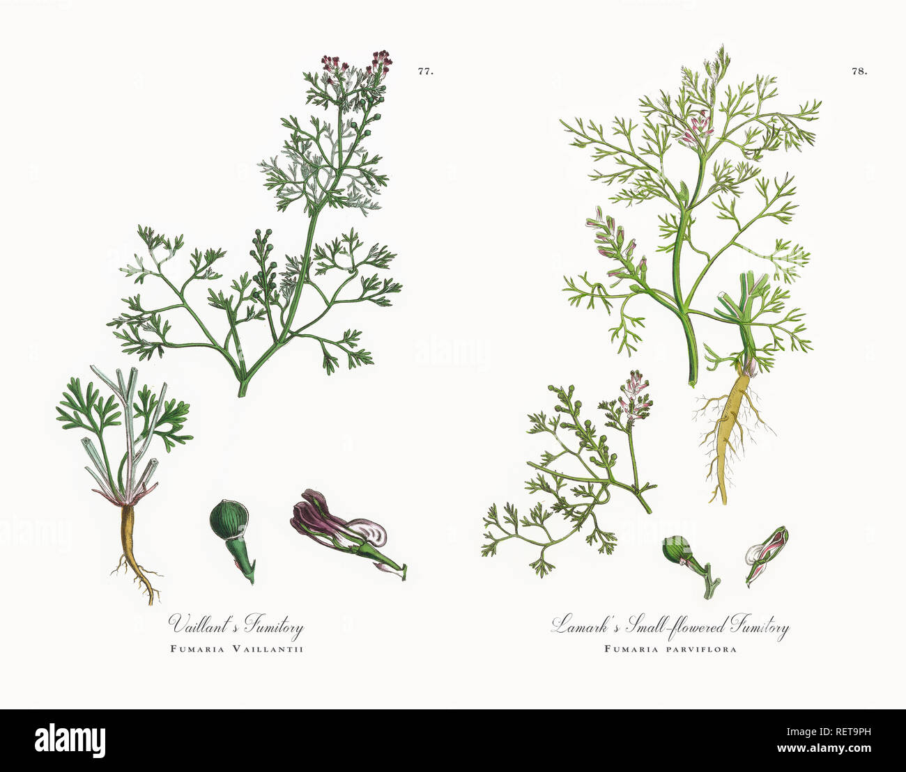 Antique Hand-Colored English Victorian Botanical Illustration, Circa ...