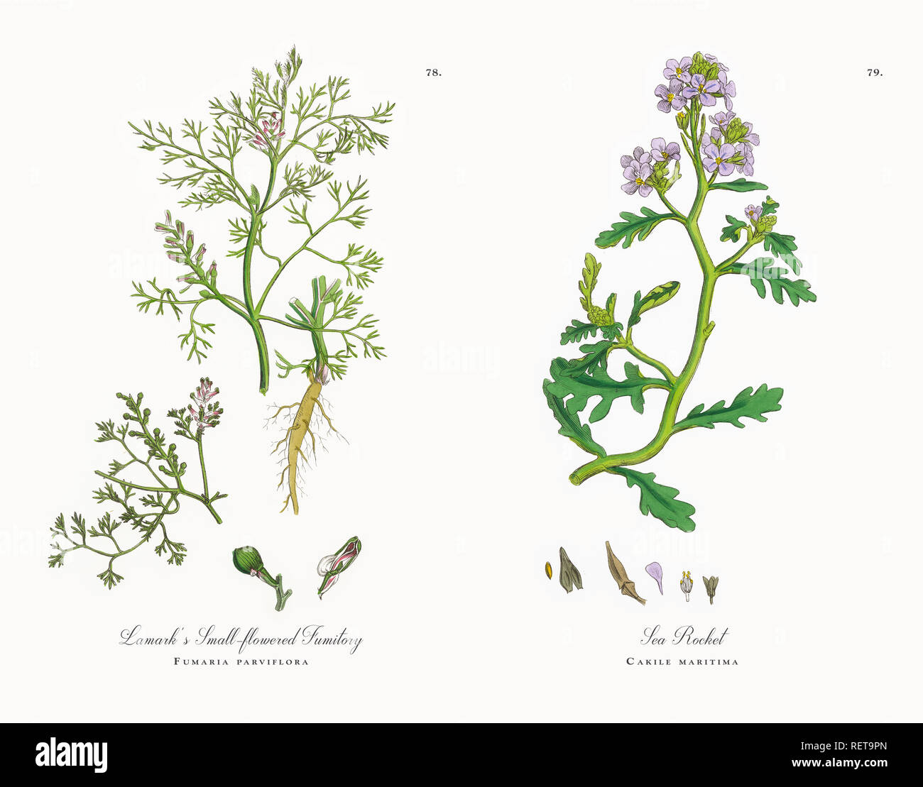 Antique Hand-Colored English Victorian Botanical Illustration, Circa ...