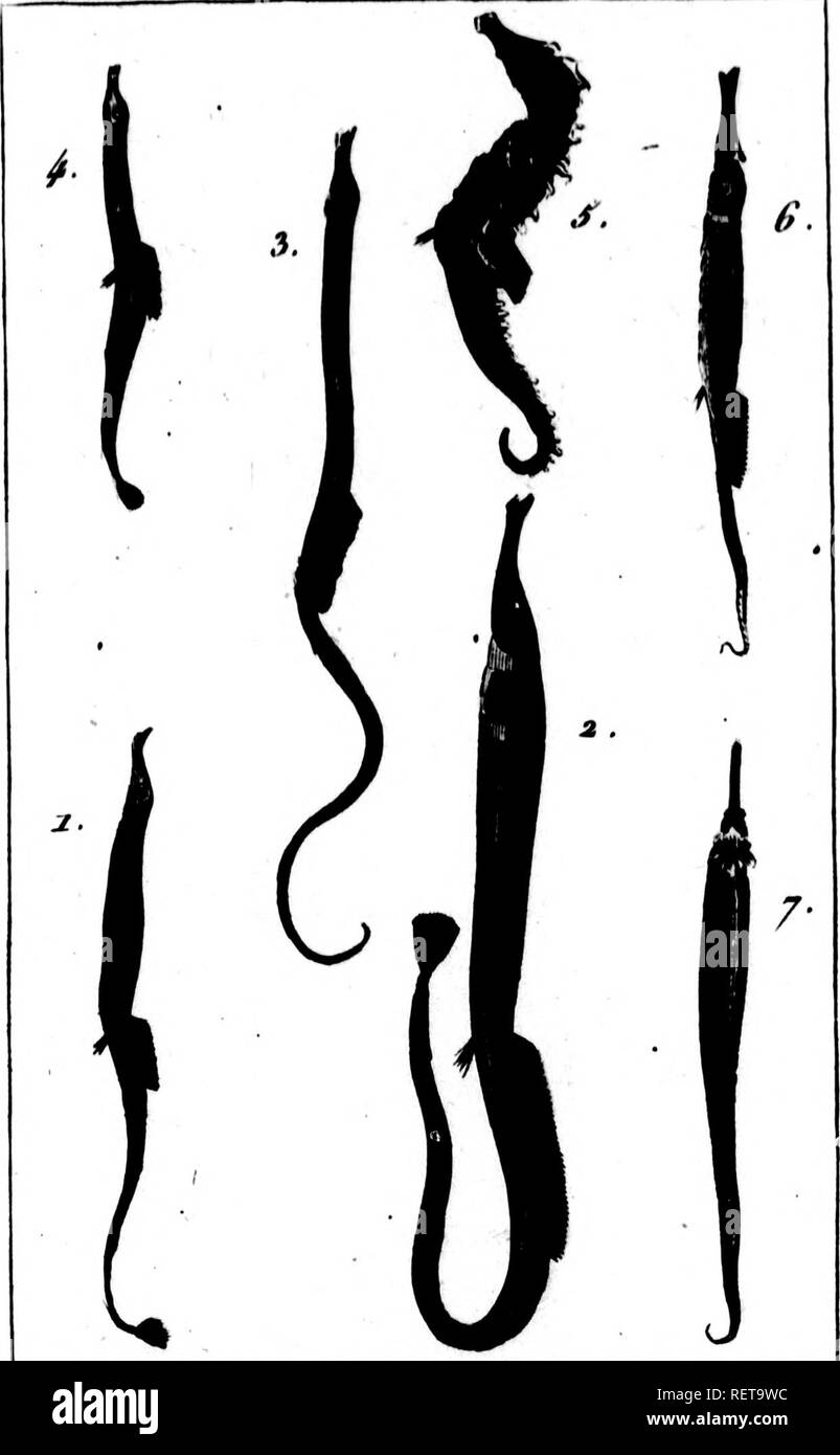 . Histoire naturelle des poissons avec les figures dessinées d'après ...