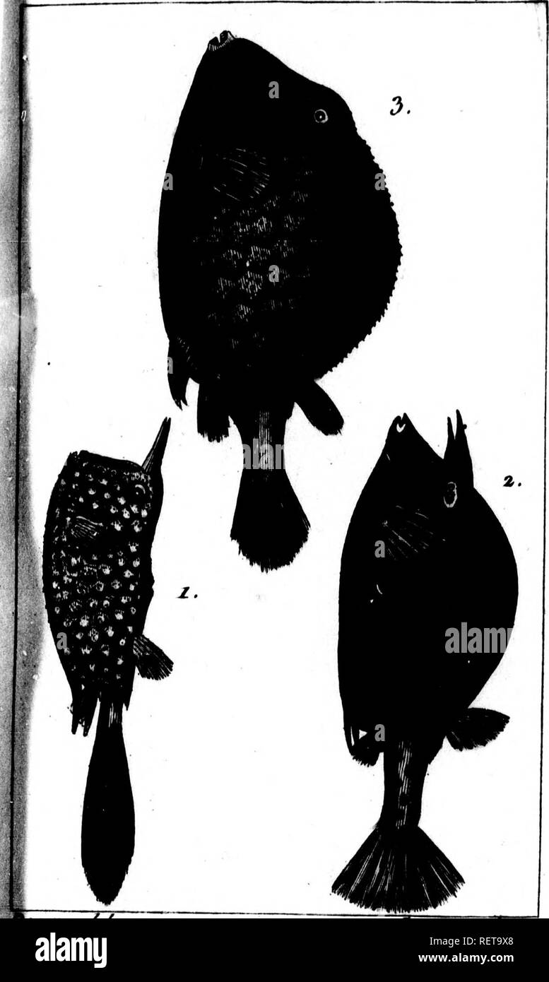 . Histoire naturelle des poissons avec les figures dessinÃ©es d'aprÃ¨s ...