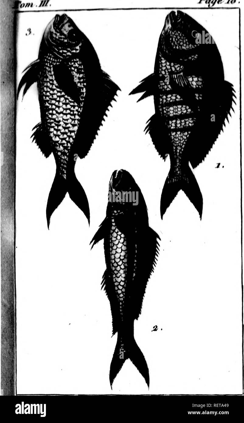 . Histoire naturelle des poissons avec les figures dessinÃ©es d'aprÃ¨s ...