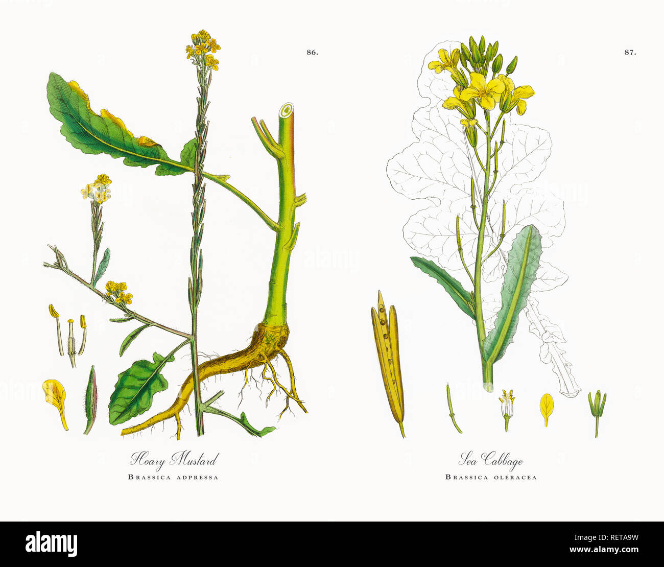 Antique Hand-Colored English Victorian Botanical Illustration, Circa ...