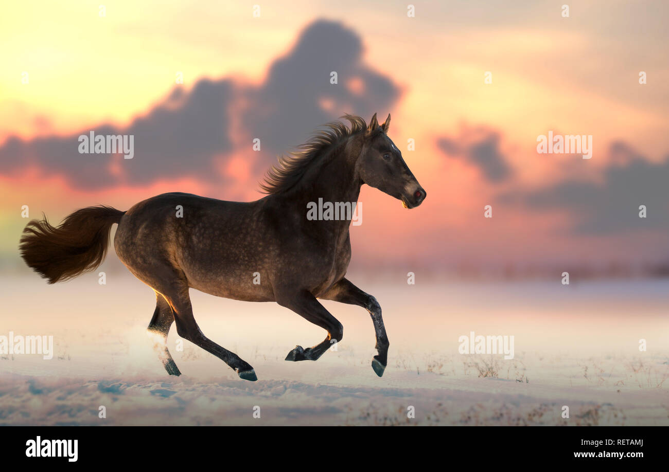 Run gallop hi-res stock photography and images - Alamy
