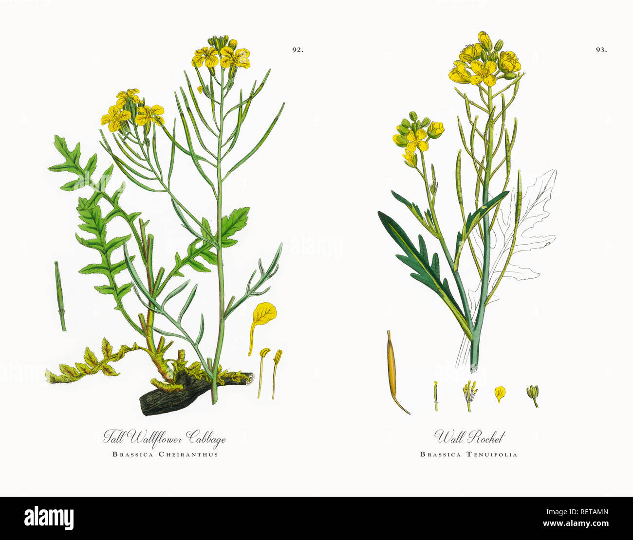 Antique Hand-Colored English Victorian Botanical Illustration, Circa ...