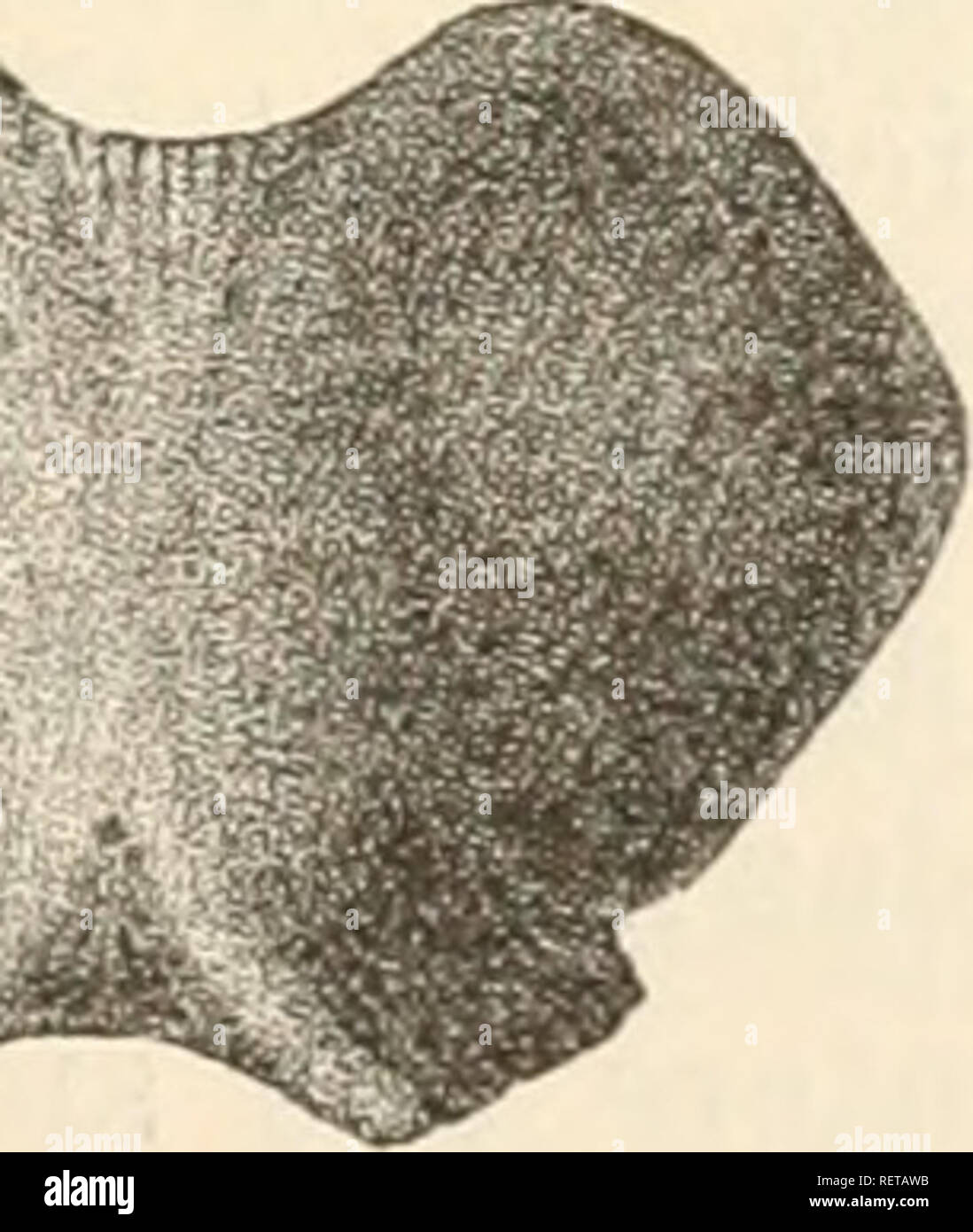 Conchiolin hi-res stock photography and images - Alamy