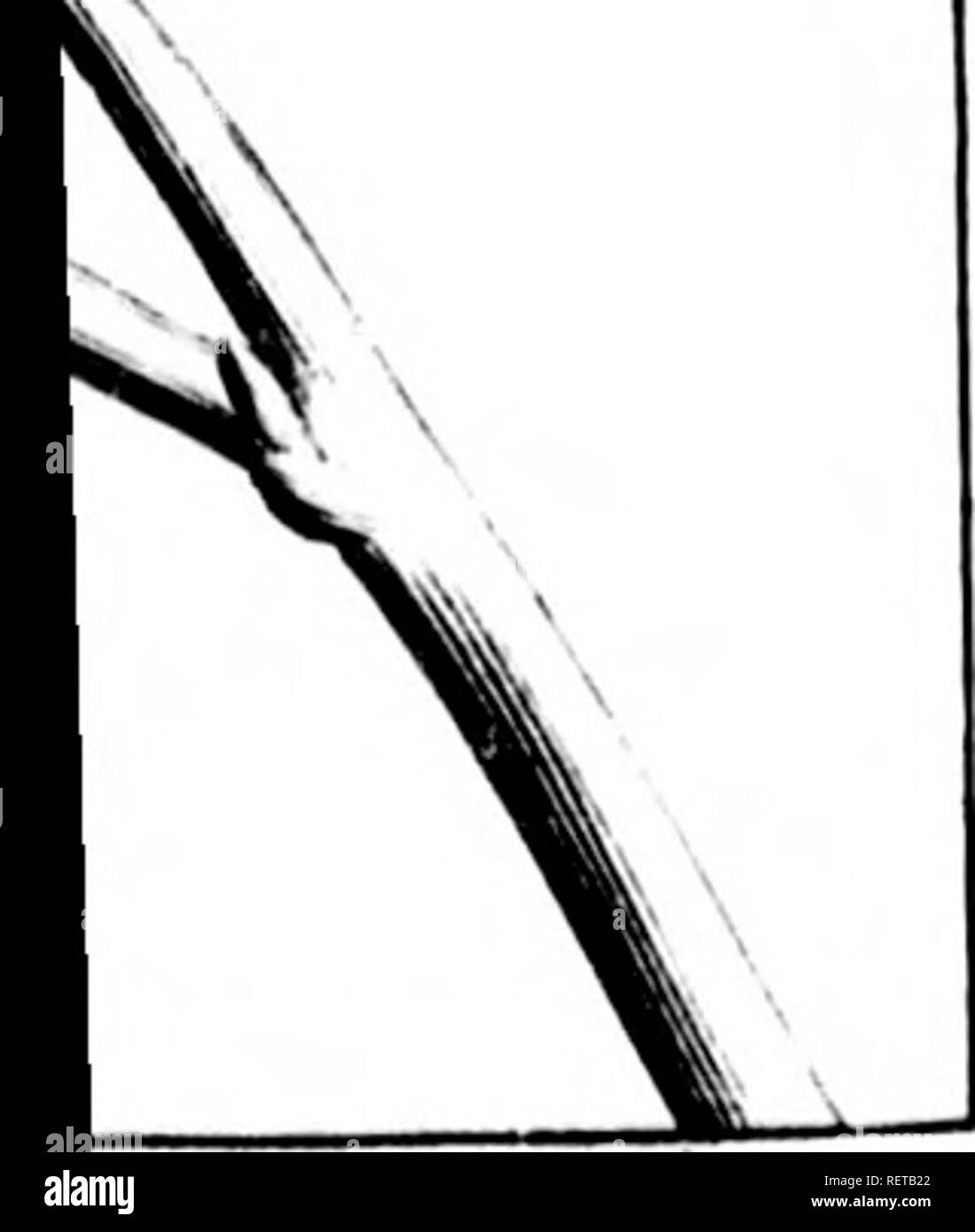 Radicula Black and White Stock Photos & Images - Alamy