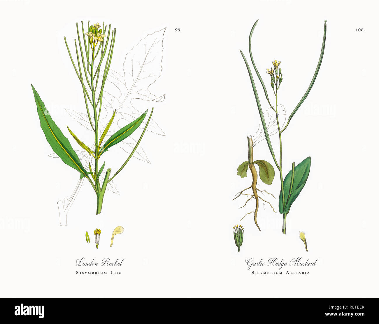 Antique Hand-Colored English Victorian Botanical Illustration, Circa ...