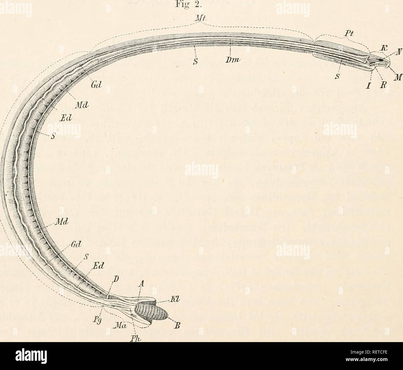 Aplacophora hi-res stock photography and images - Alamy