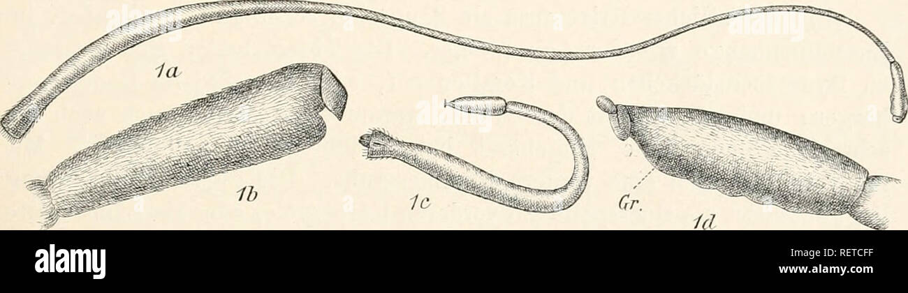 Aplacophora hi-res stock photography and images - Alamy