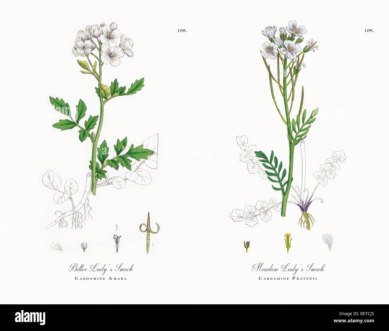 Antique Hand-Colored English Victorian Botanical Illustration, Circa ...