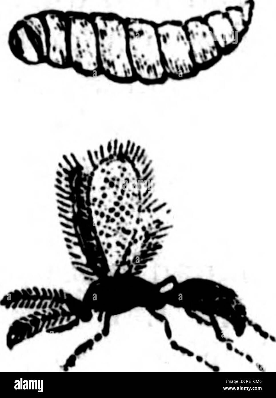 . Essay on the Hessian fly, wheat midge, and other insects injurious to ...