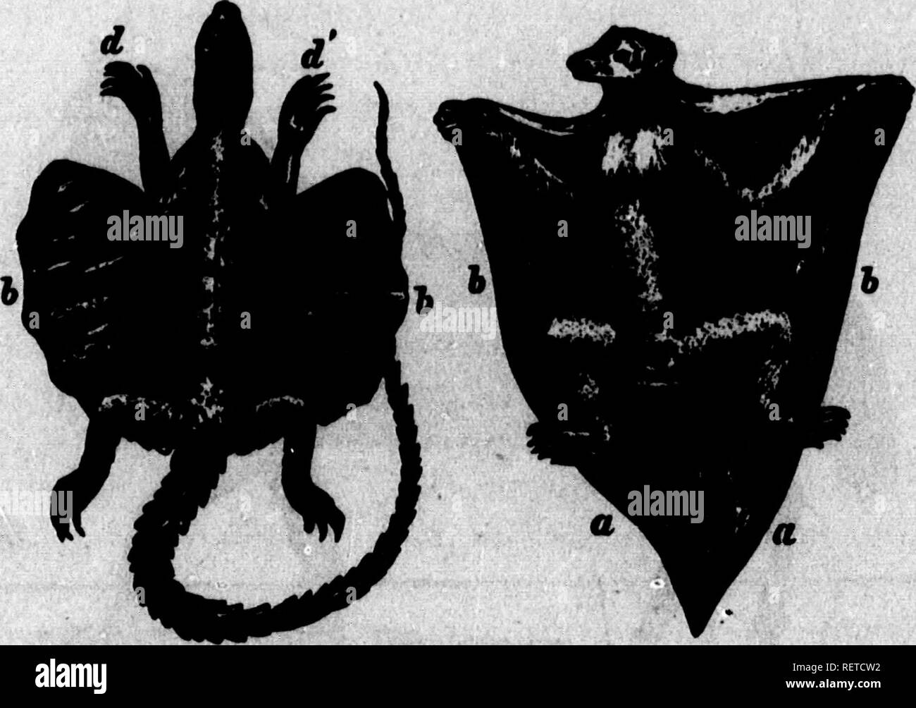 Draco text hi-res stock photography and images - Alamy