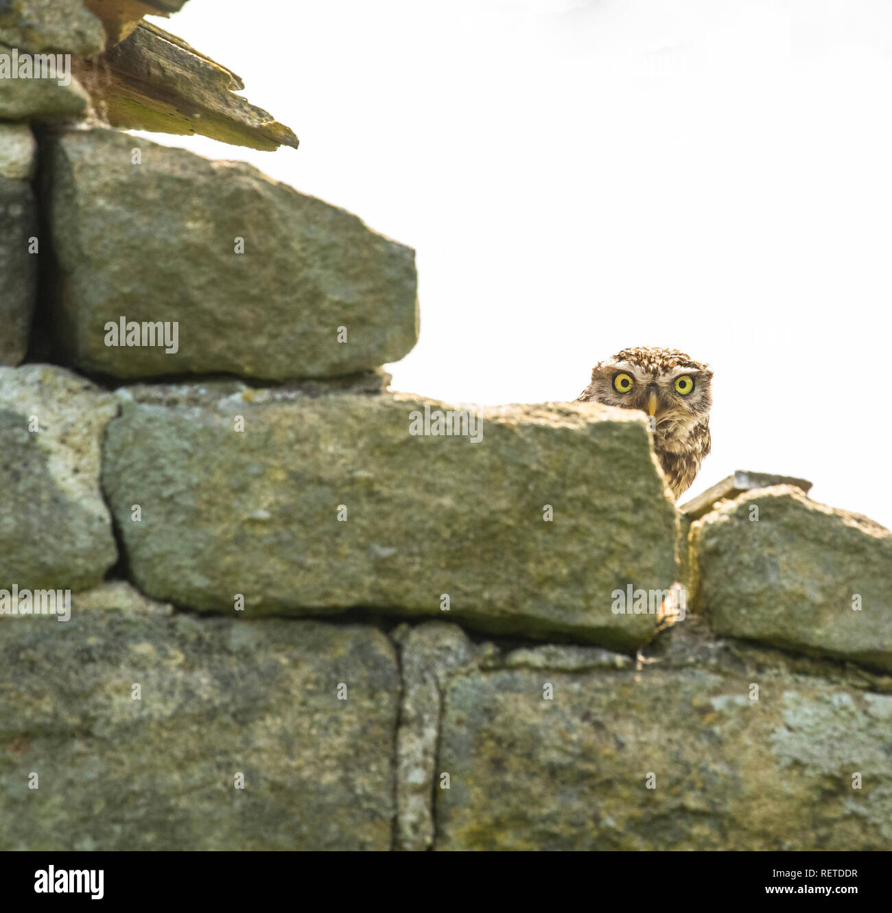 A Little Owl (UK) looks over a gap in a dry stone wall Stock Photo - Alamy