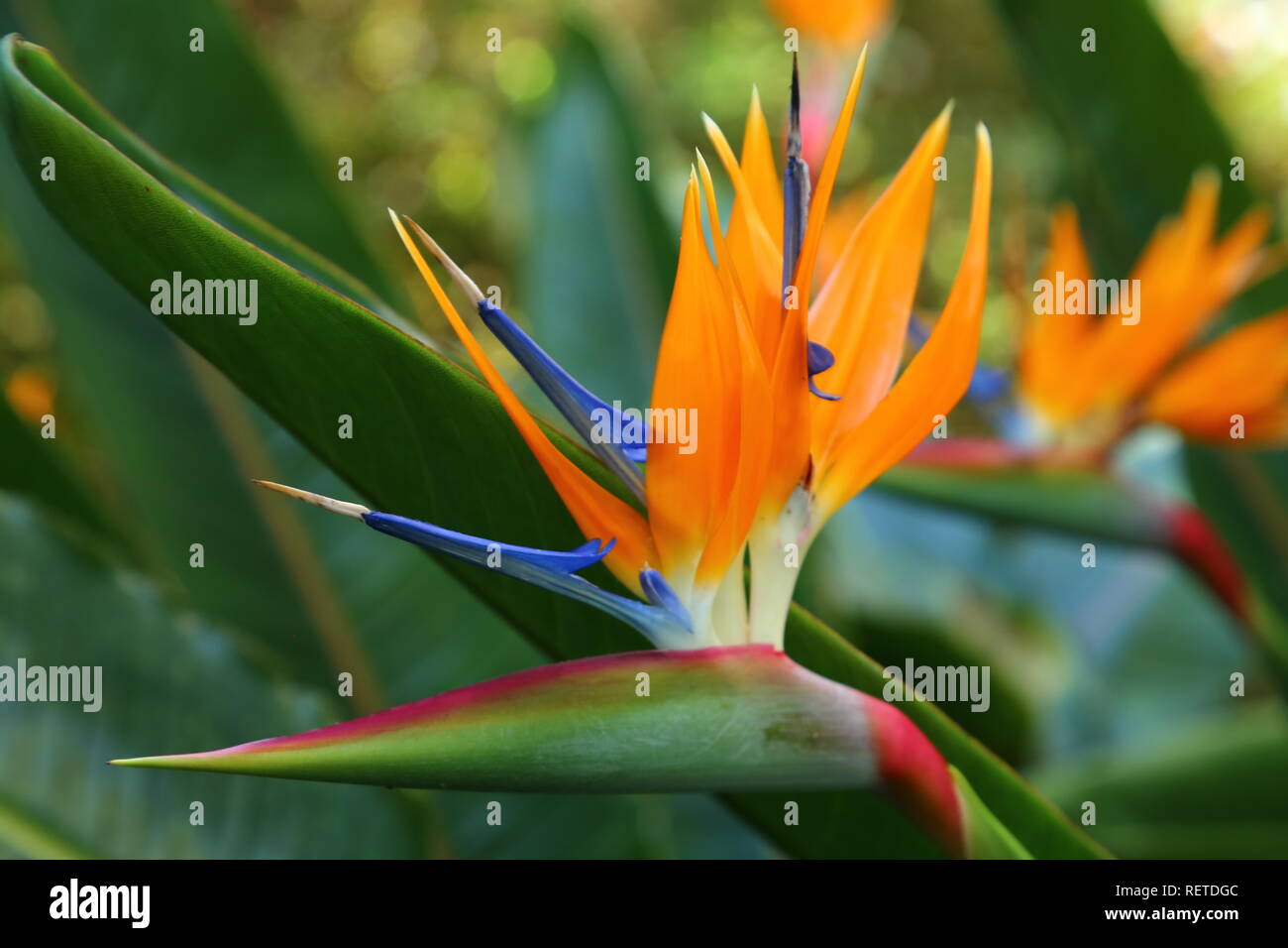 Tropical Flower: Birds of Paradise Stock Photo - Alamy