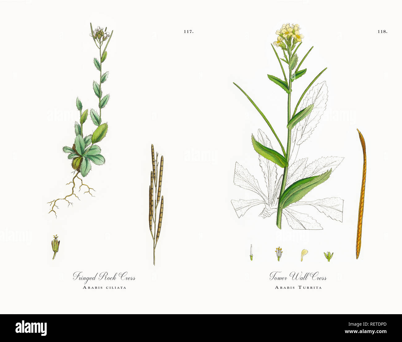 Antique Hand-Colored English Victorian Botanical Illustration, Circa ...