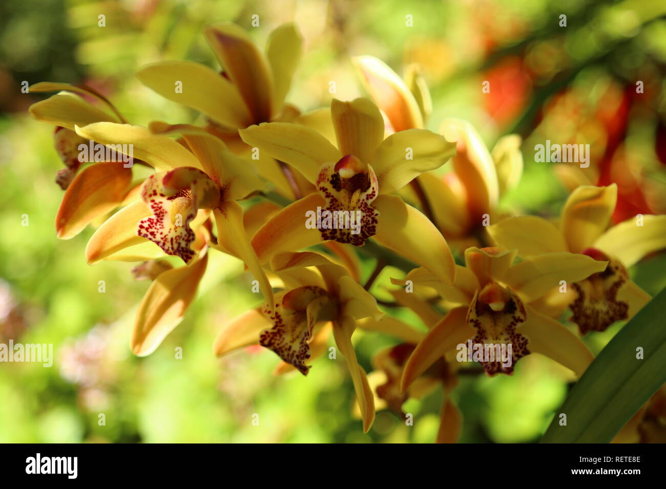 Lush orchid plants hi-res stock photography and images - Alamy