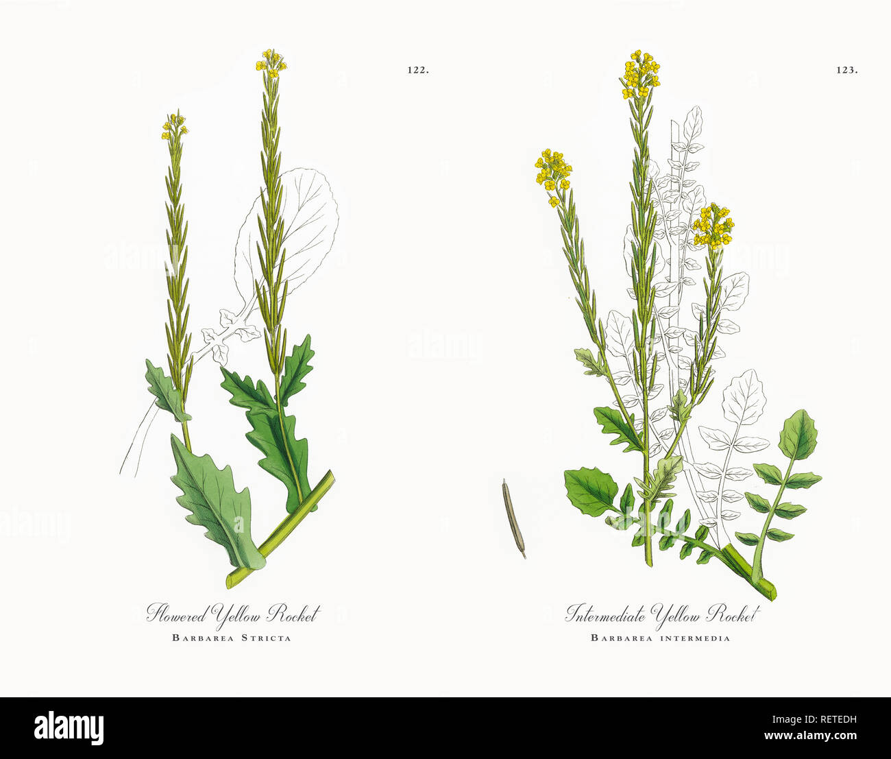 Antique Hand-Colored English Victorian Botanical Illustration, Circa ...