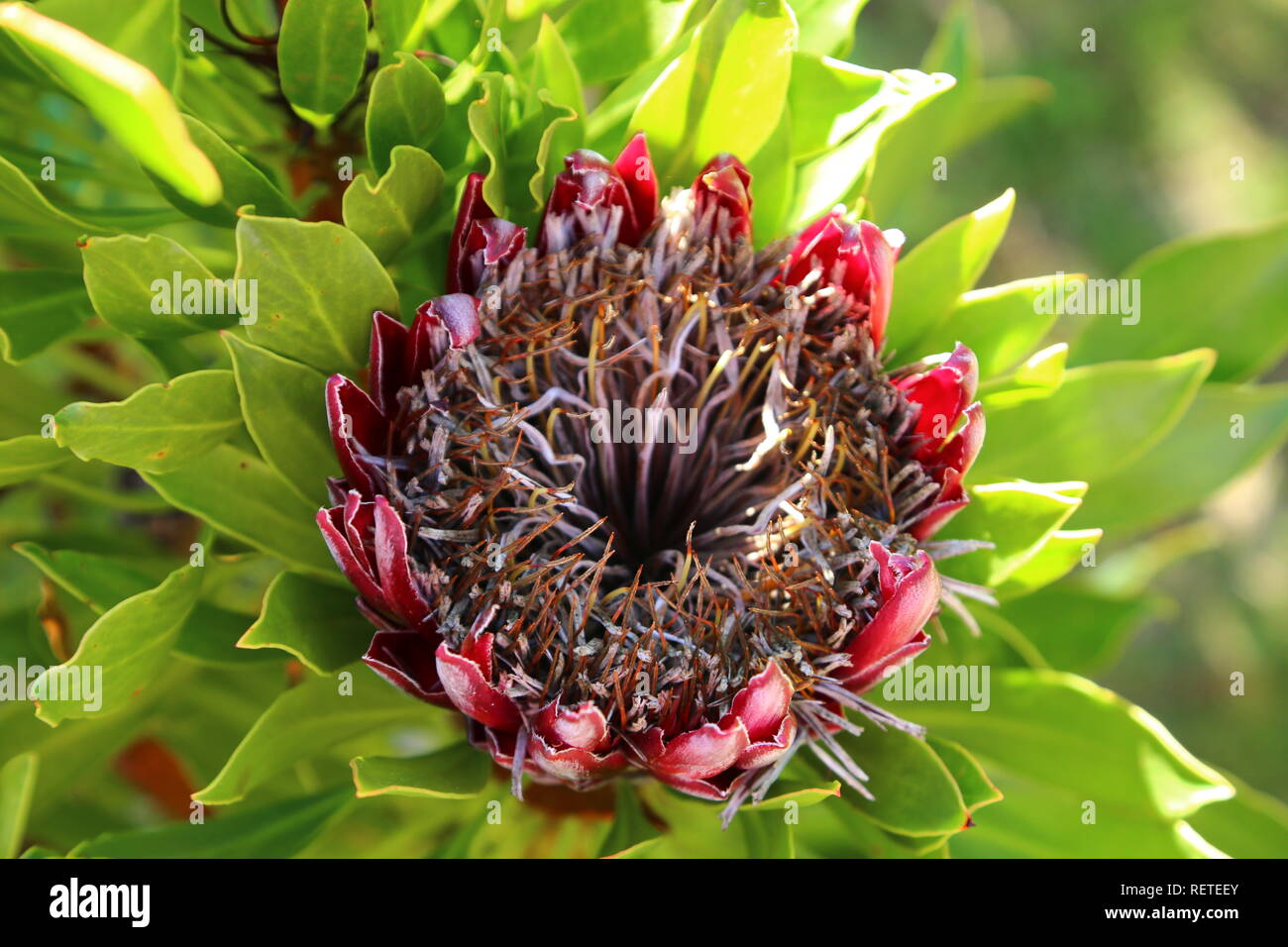 Purple protea hi-res stock photography and images - Alamy