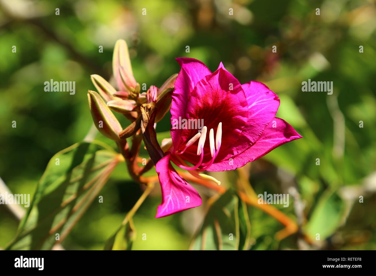 Delicate tropical flower hi-res stock photography and images - Alamy