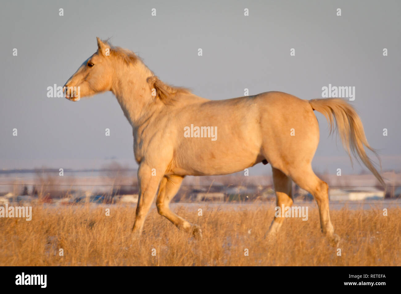 Golden mare hi-res stock photography and images - Alamy